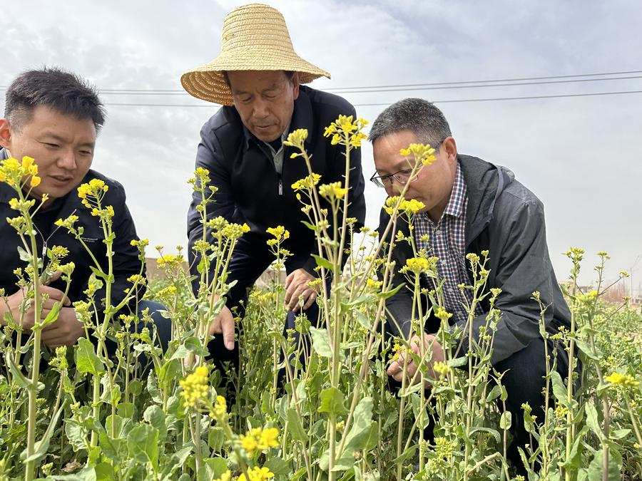 Harvesting resilience: Story behind winter rapeseed breakthrough-Xinhua