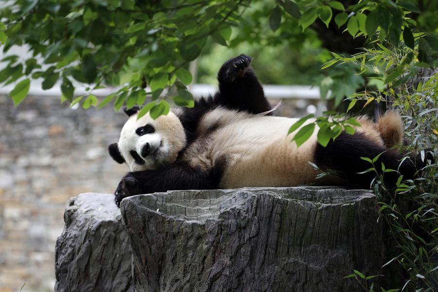 Update: ROK-born giant panda Fu Bao greets the public in SW China ...