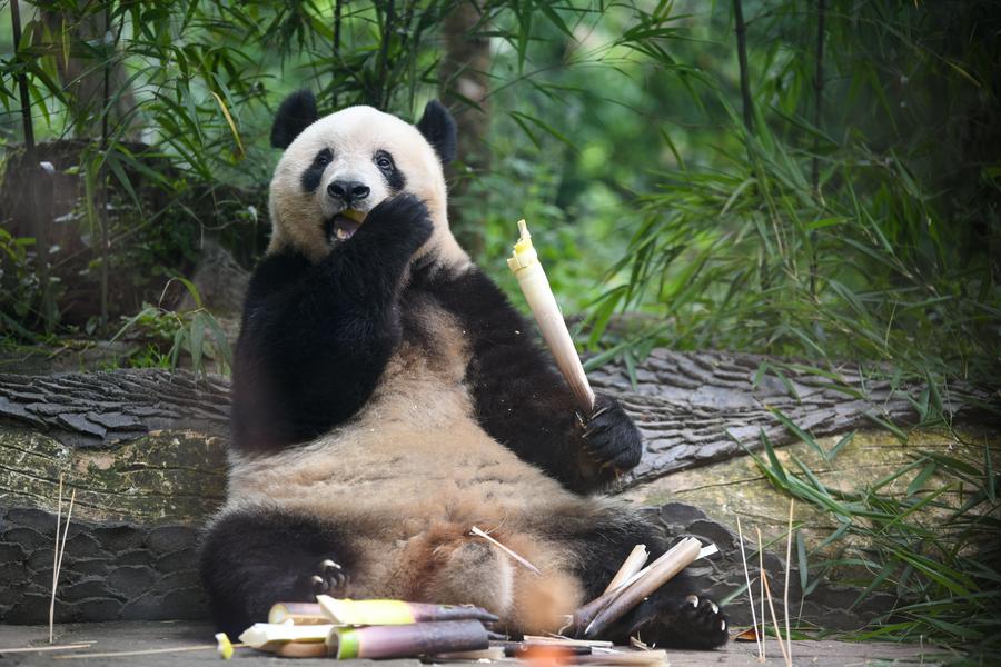 SichuanMosaics | Xiang Xiang is Seven! Giant panda celebrates birthday ...