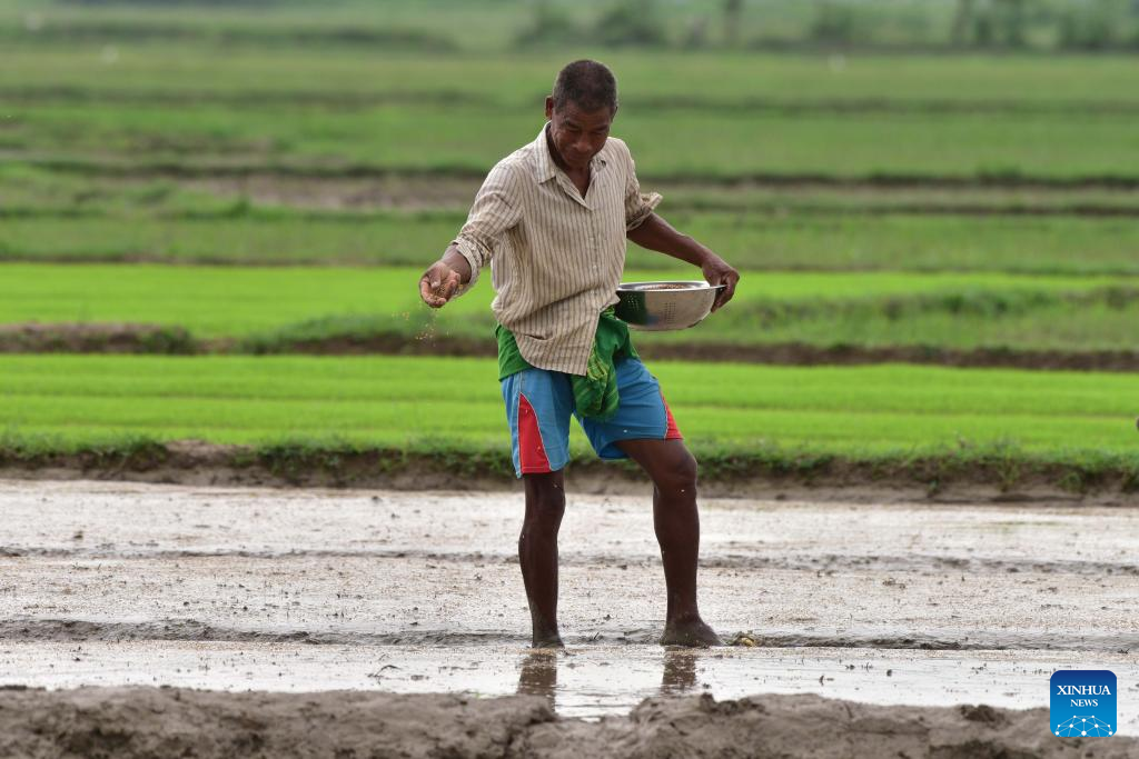 Farmers work at paddy field in Assam, India-Xinhua