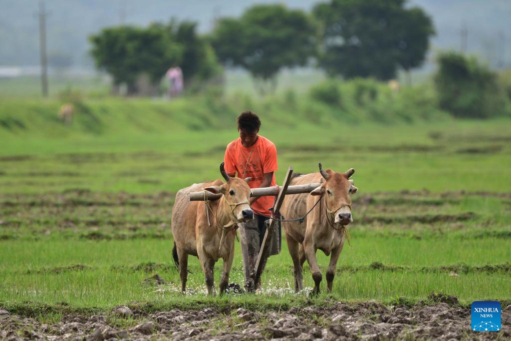 Farmers work at paddy field in Assam, India-Xinhua