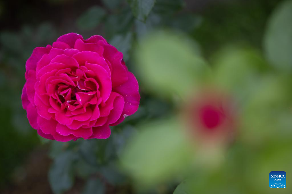 Rose cultivars on display at Volcji Potok Arboretum in Slovenia-Xinhua