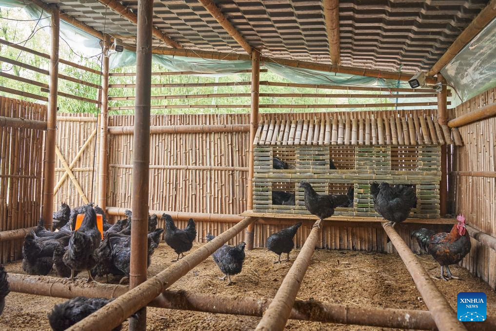 Across China: AI transforms poultry farming in China's mountainous ...