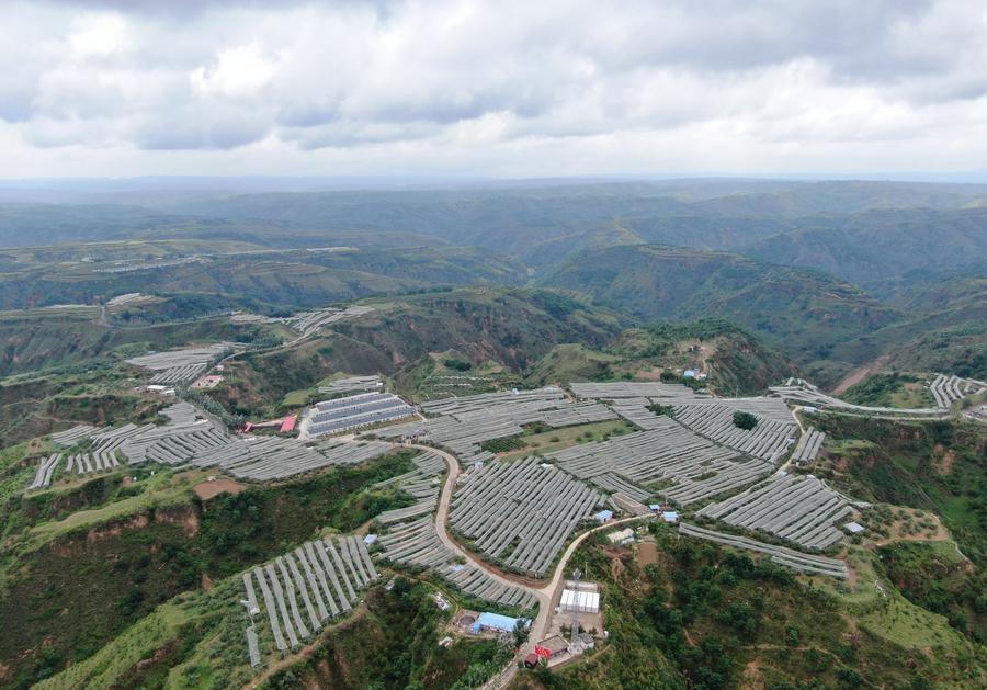 Xi Story: Apples of happiness on Loess Plateau-Xinhua