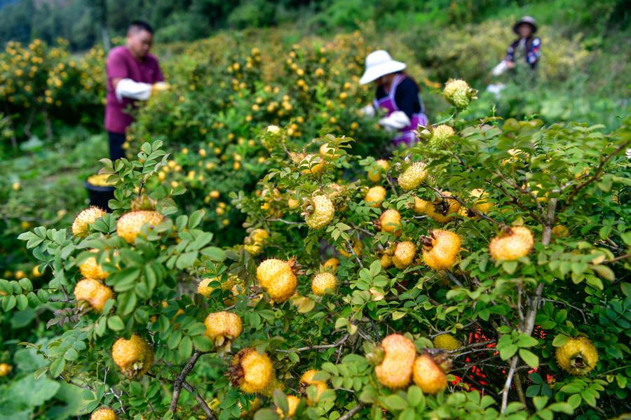 Chinese researchers employ space-breeding to cultivate new rosa ...