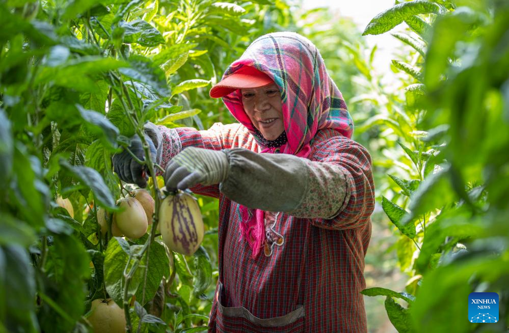 Tongxin County in NW China makes efforts to develop facility ...
