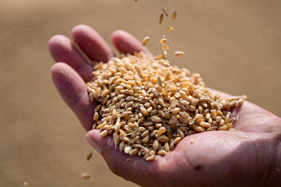 Chinese researchers find new gene enhancing wheat yields in saline ...