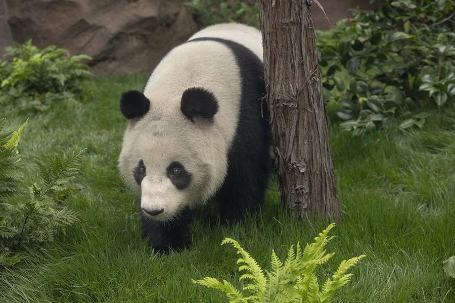 Update: Panda pair from China to debut at U.S. San Diego Zoo next month ...