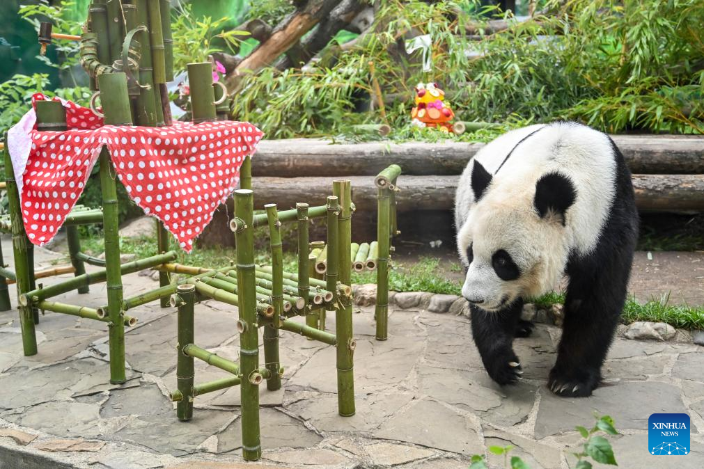 Giant panda Dingding's birthday celebrated in Moscow-Xinhua