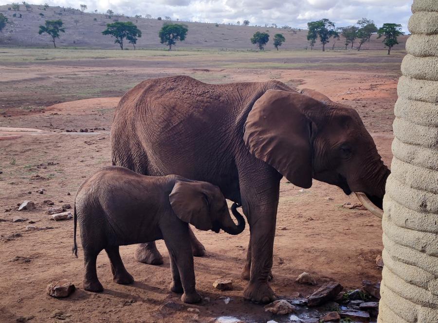 Kenya launches biodiversity coordination mechanism -Xinhua