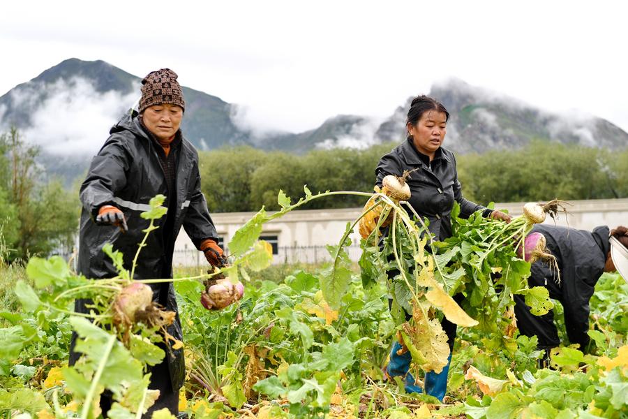 Growing "Tibetan radishes" at the foot of Mount Qomolangma -Xinhua