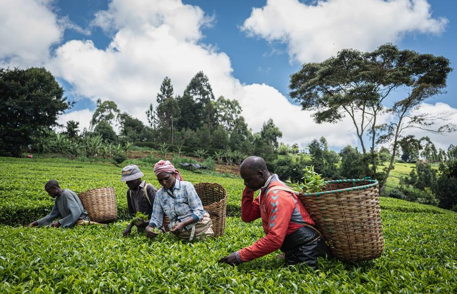 Kenya's tea export earnings up 18 pct in H1 2024-Xinhua