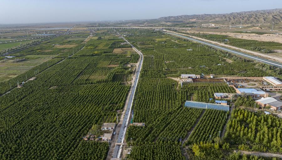 InPics: Specialty jujubes enter harvest season in Lingwu of NW China-Xinhua