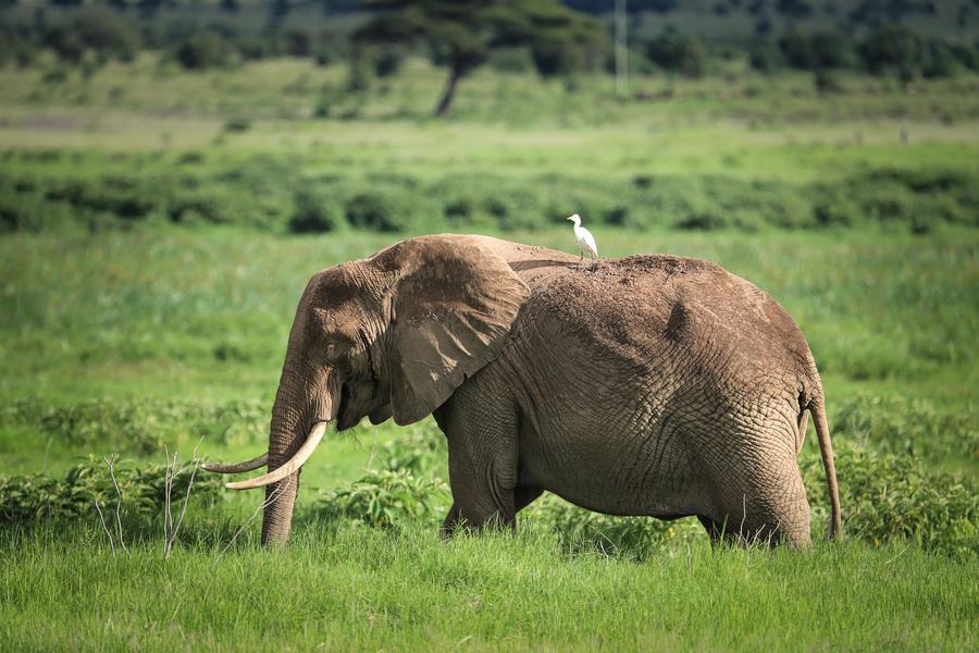 Kenya begins translocation of elephants to boost human-wildlife ...