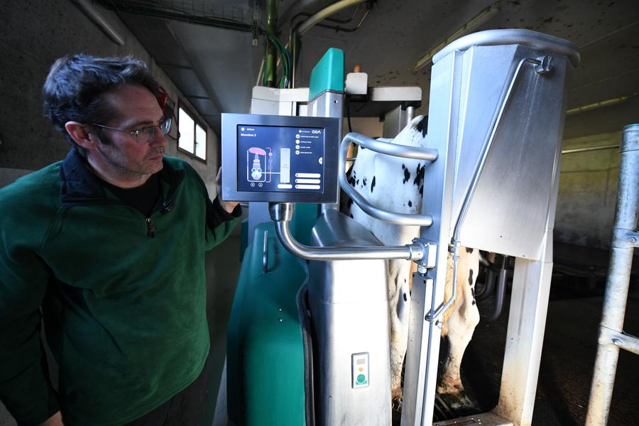 Autumn scenes from a Swiss dairy farm-Xinhua