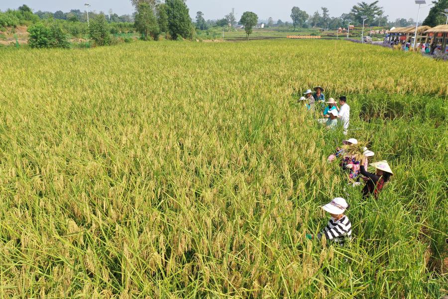 Towering rice in southwest China unlocks agricultural potentials-Xinhua