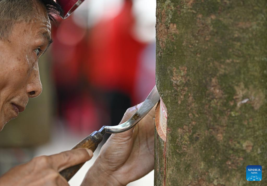 Final round of rubber tapping contest held in Hainan-Xinhua