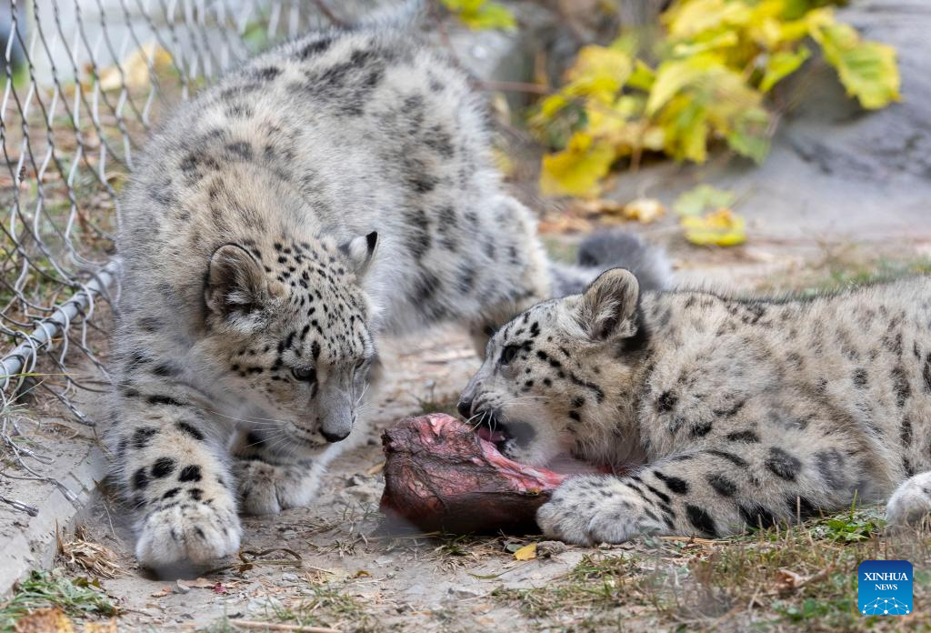 Two snow leopard cubs to make public debut in Toronto-Xinhua