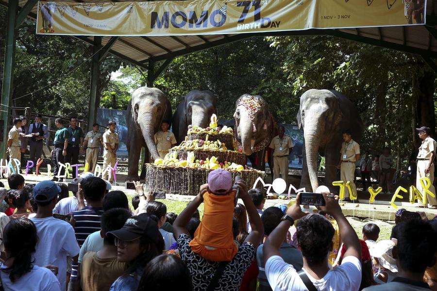 Happy birthday to beloved elephant Momo at Yangon Zoo-Xinhua
