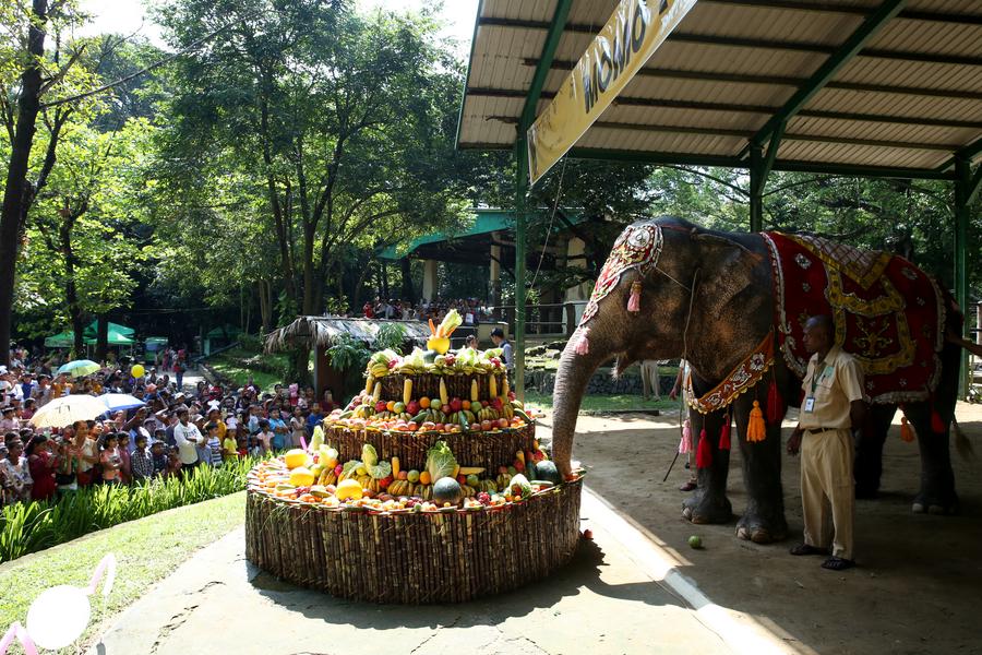 Happy birthday to beloved elephant Momo at Yangon Zoo-Xinhua