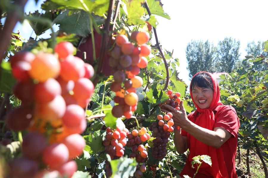 Chinese scientists use AI to accelerate precise grape breeding -Xinhua