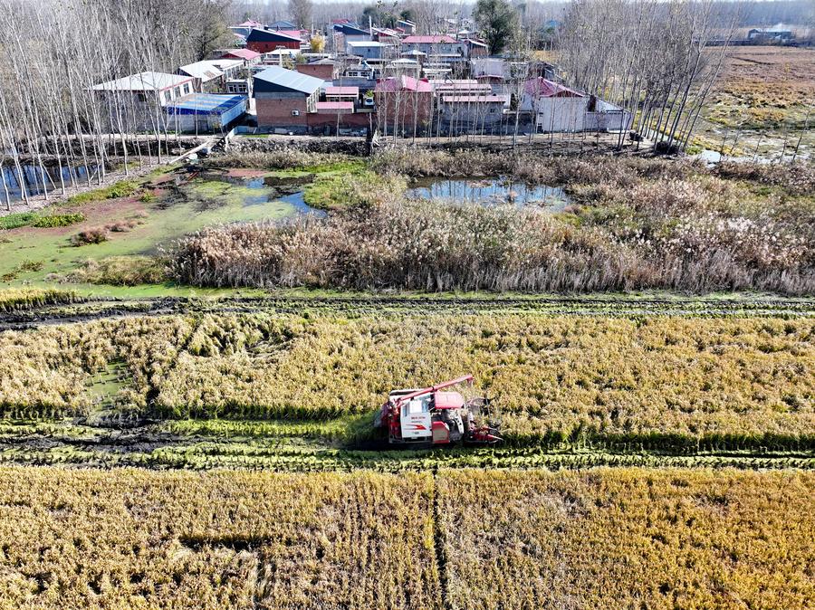 Farmers busy harvesting as paddy fields turn golden in N China's Hebei ...
