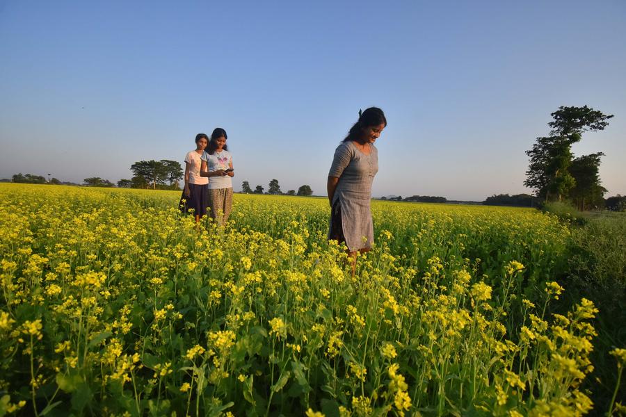 Asia Album: Mustard harvest season in Assam, India-Xinhua