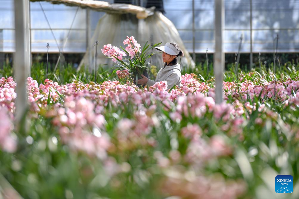 Flower markets in China's Yunnan start annual peak season-Xinhua