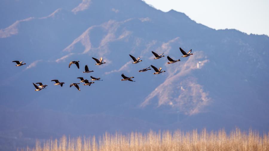 Return of birds highlights Beijing's better water environment-Xinhua