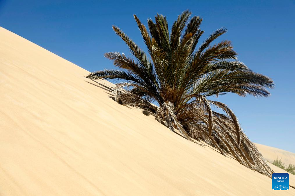 Farmers make earthen barriers to prevent sand encroachment in Sudan's ...