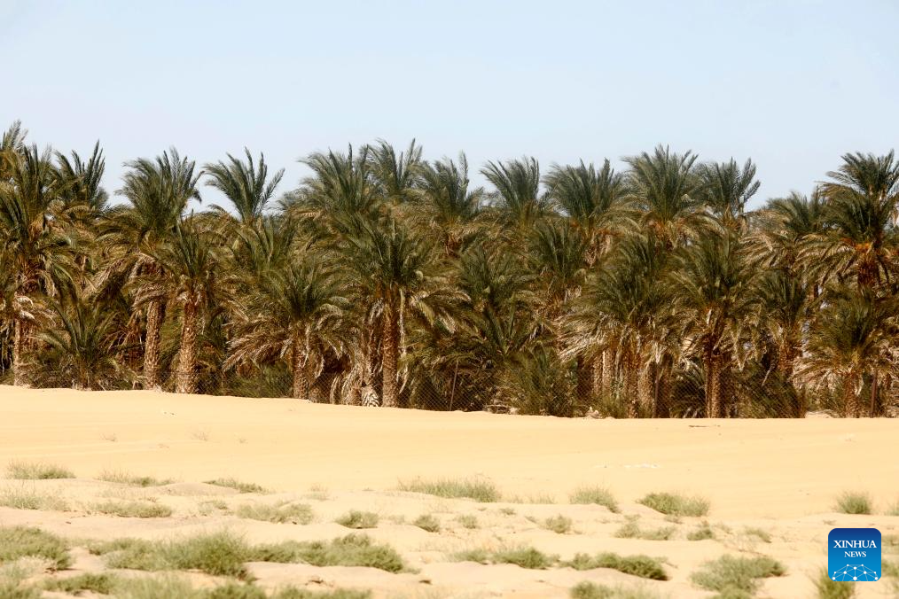 Farmers make earthen barriers to prevent sand encroachment in Sudan's ...