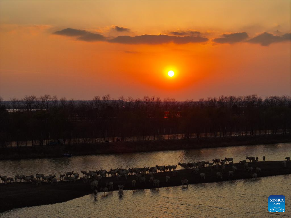 Population of elks maintains stable growth in Dafeng District, China's ...