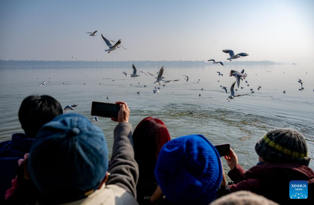 Wintering red-billed gulls arrive in Donghu Lake scenic spot in Wuhan ...