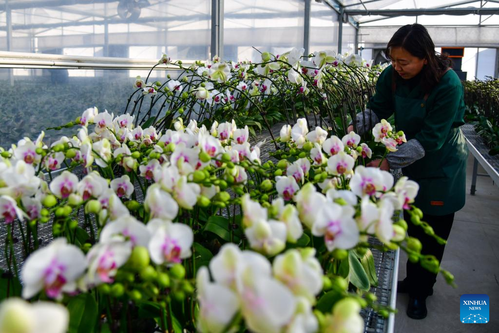 Flower growers in Boshan prepare for peak sales season-Xinhua