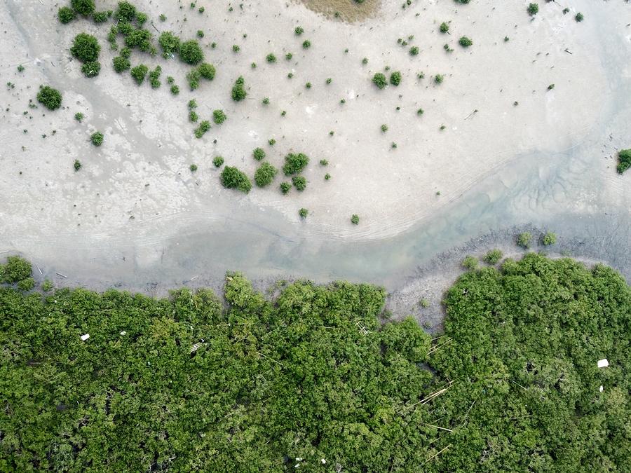 China's national mangrove germplasm resource bank starts construction ...