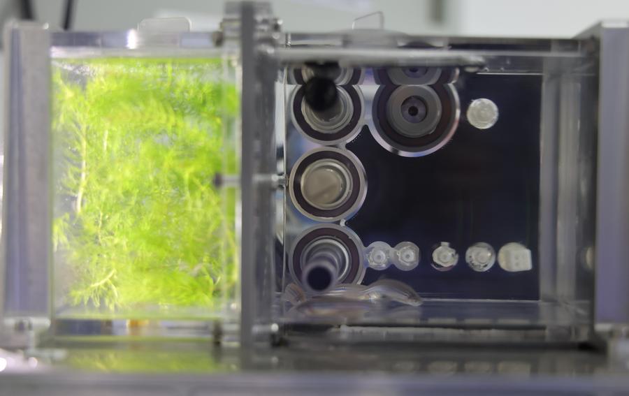 More zebrafish to swim in China's space station-Xinhua