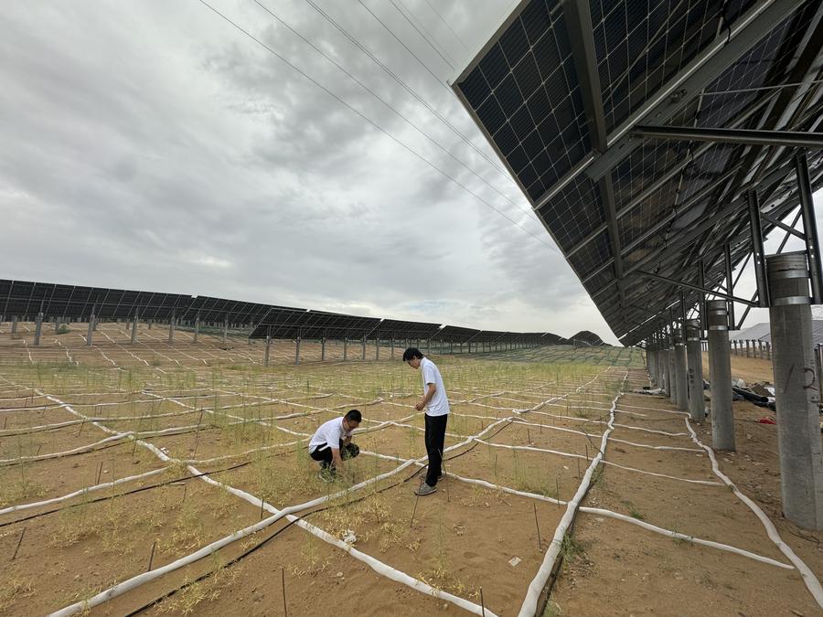 Solar power projects drive ecological restoration in north China's ...