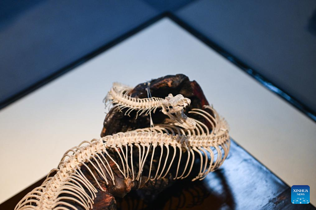 Snake themed exhibition held at Natural History Museum of China in ...
