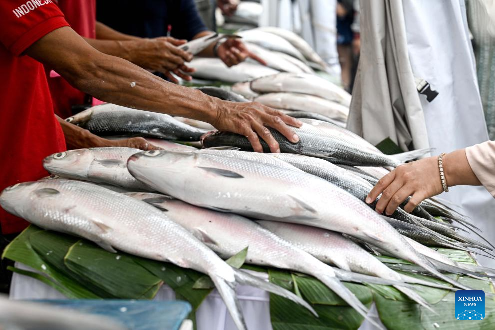 People select huge milkfish during Rawa Belong Milkfish Festival in ...