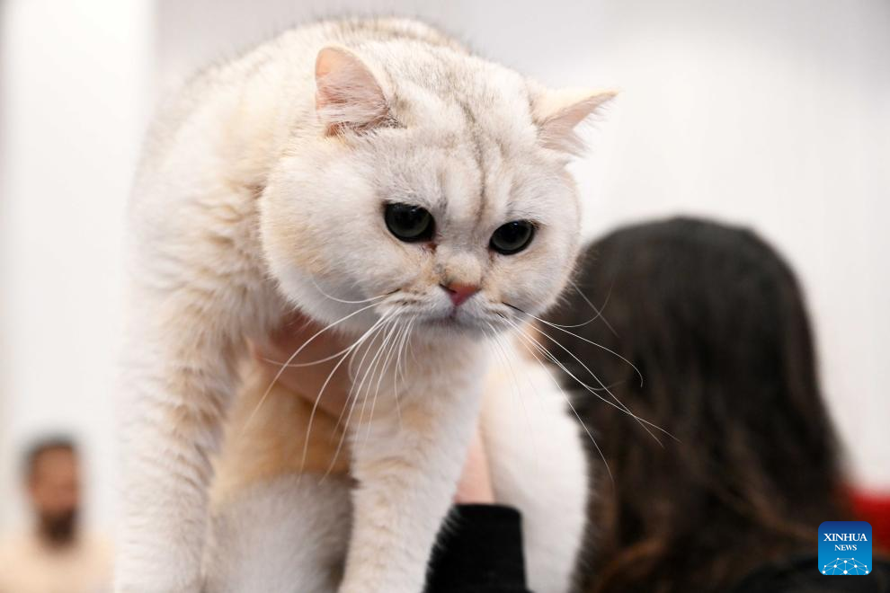 Kuwait Cats Show 2025 held in Hawalli Governorate-Xinhua