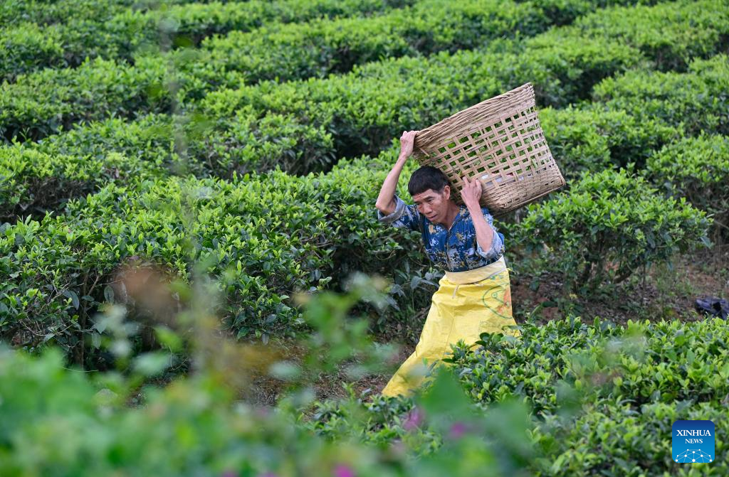 Farmers pick tea leaves at tea plantation in China's Hainan-Xinhua