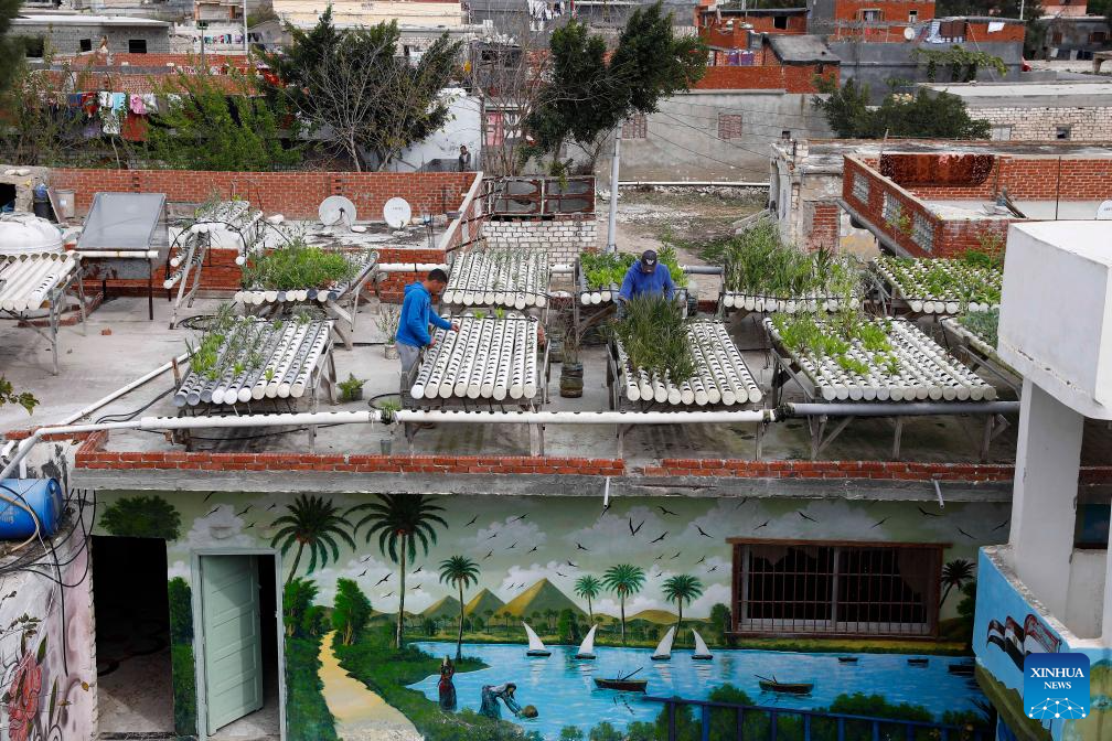 Feature: Rooftop farming transforms once-impoverished Egyptian village ...
