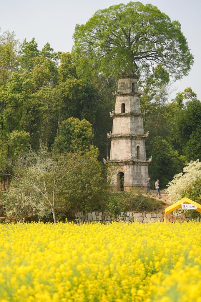 Economy&Life | Rapeseed flowers in Chating Town of central China's Hunan boost local economy-Xinhua
