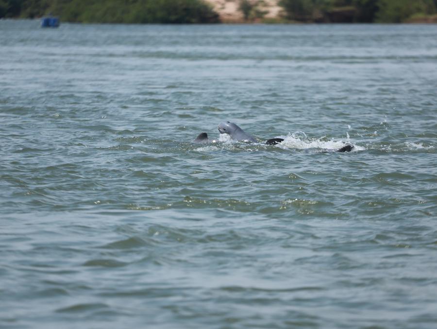 Cambodia records 6th newborn rare Mekong dolphin in 2025-Xinhua