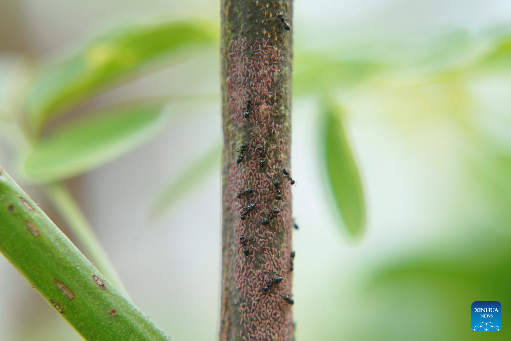 Across China: French entrepreneur bullish on global prospects of SW ...