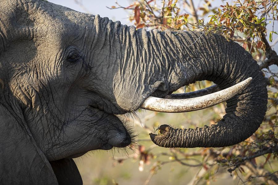 South Africa marks World Elephant Day with renewed conservation pledge ...