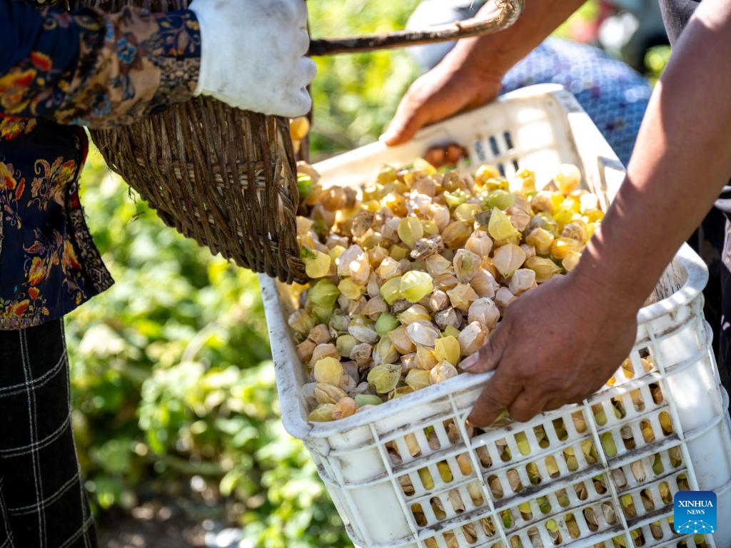 Ground berries enter harvest season in Hulun Buir, north China-Xinhua