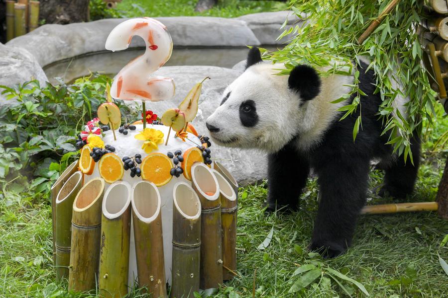 Feature: First Russian-born panda "Katyusha" celebrates birthday with ...