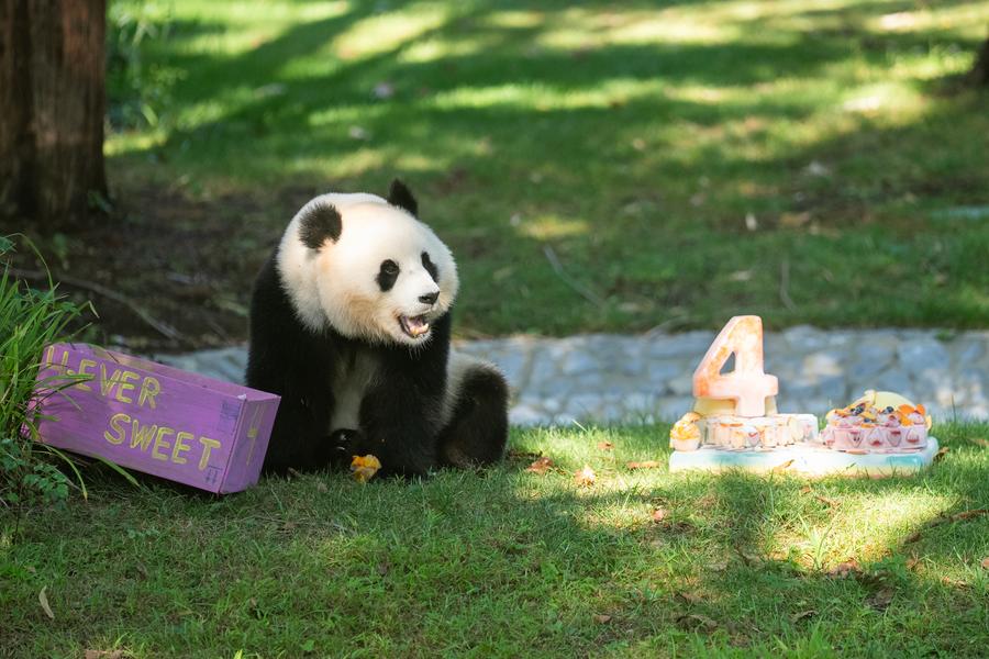 Feature: Americans sing birthday song for giant panda Qing Bao to mark her fourth year-Xinhua