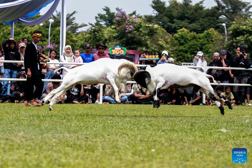 Traditional ram fighting held in Bogor, Indonesia-Xinhua